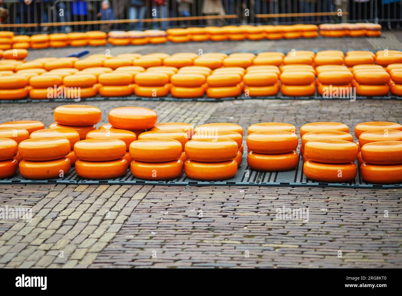 Many cheeses at famous Dutch cheese market in Alkmaar, the Netherlands ...