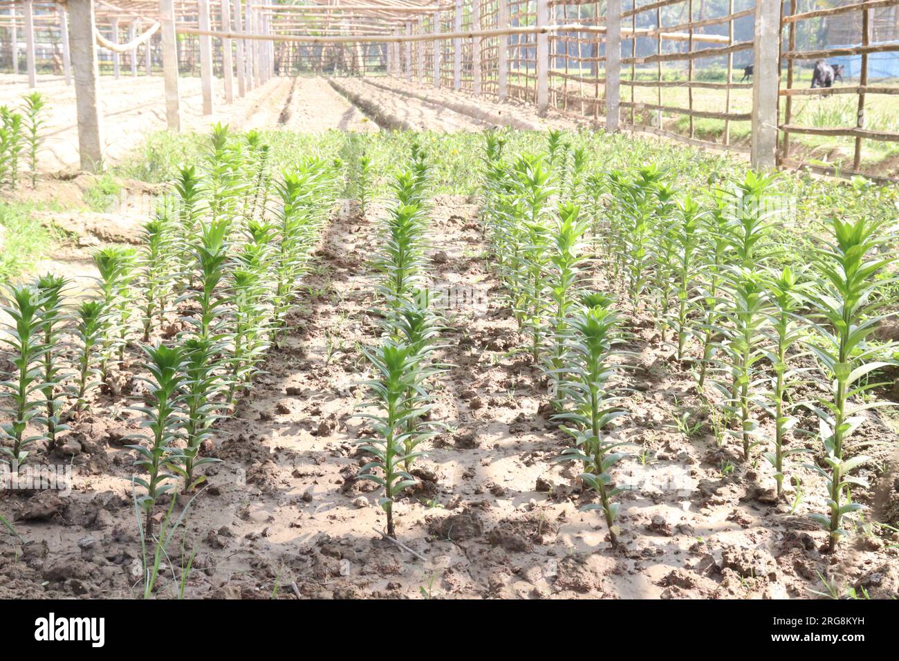 Asiatic Lily flower plant on farm for harvest are cash crops Stock ...