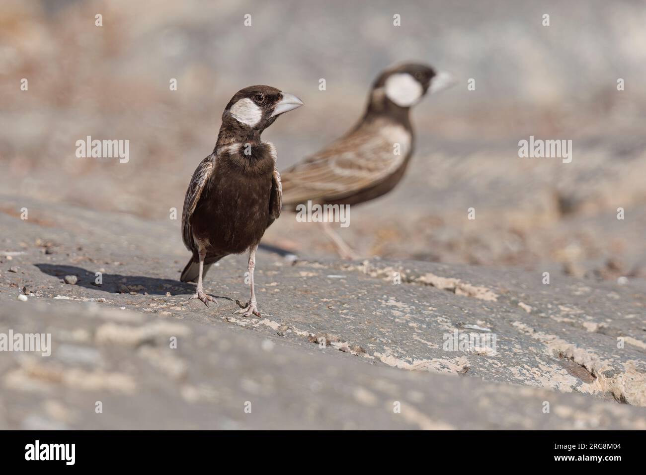 Grey-backed Sparrow-lark, Torra Conservancy, Palmwag, Namibia, March ...