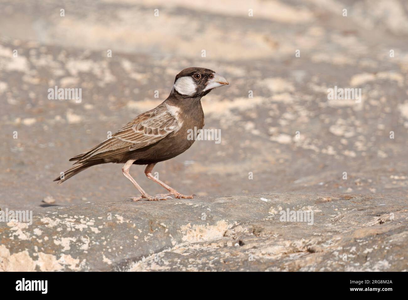Gray-backed Sparrow-Lark, Torra conservancy, Palmwag, Namibia, March ...