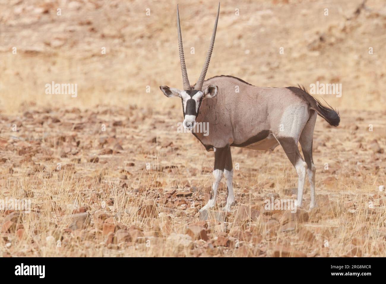 Gemsbok, Torra conservancy, Palmwag, Namibia, March 2023 Stock Photo ...