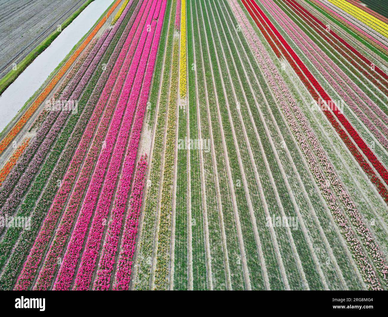 Aerial drone view of blooming tulip fields in Zuid-Holland, the ...