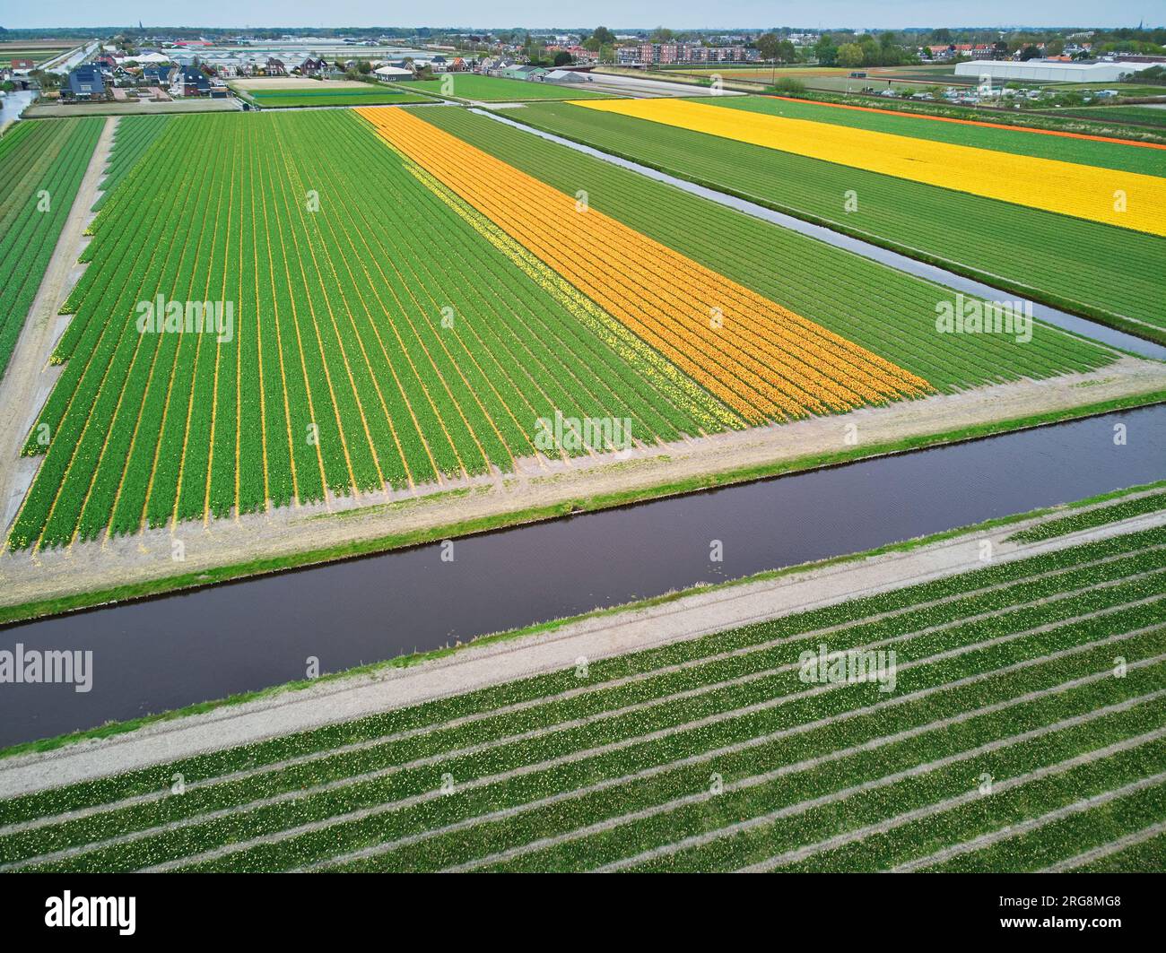 Aerial drone view of blooming tulip fields in Zuid-Holland, the ...