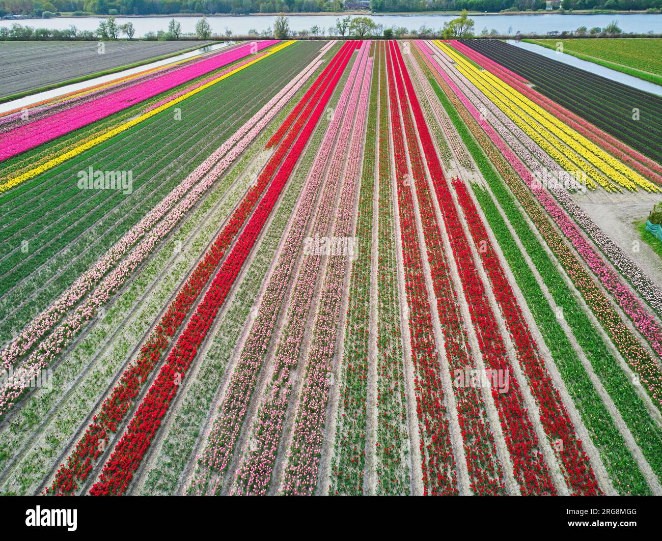 Aerial drone view of blooming tulip fields in Zuid-Holland, the ...