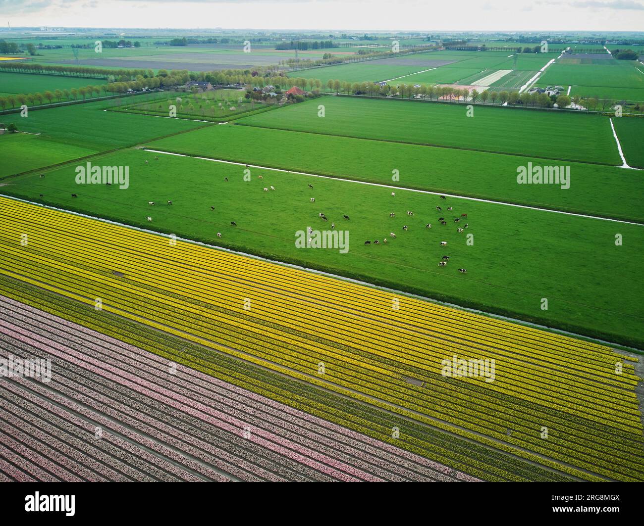 Aerial drone view of blooming tulip fields in Zuid-Holland, the ...