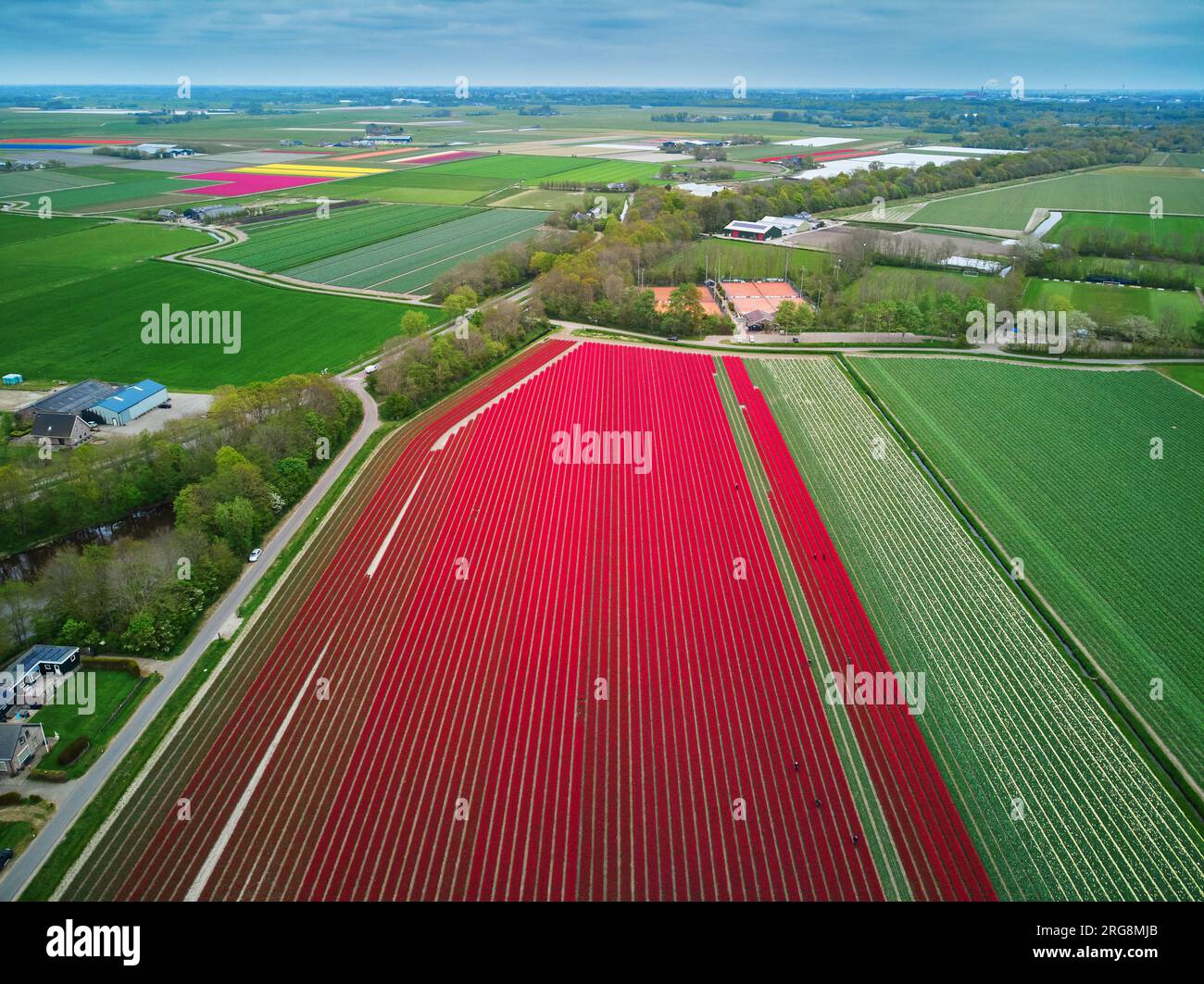 Aerial drone view of blooming tulip fields in Zuid-Holland, the ...