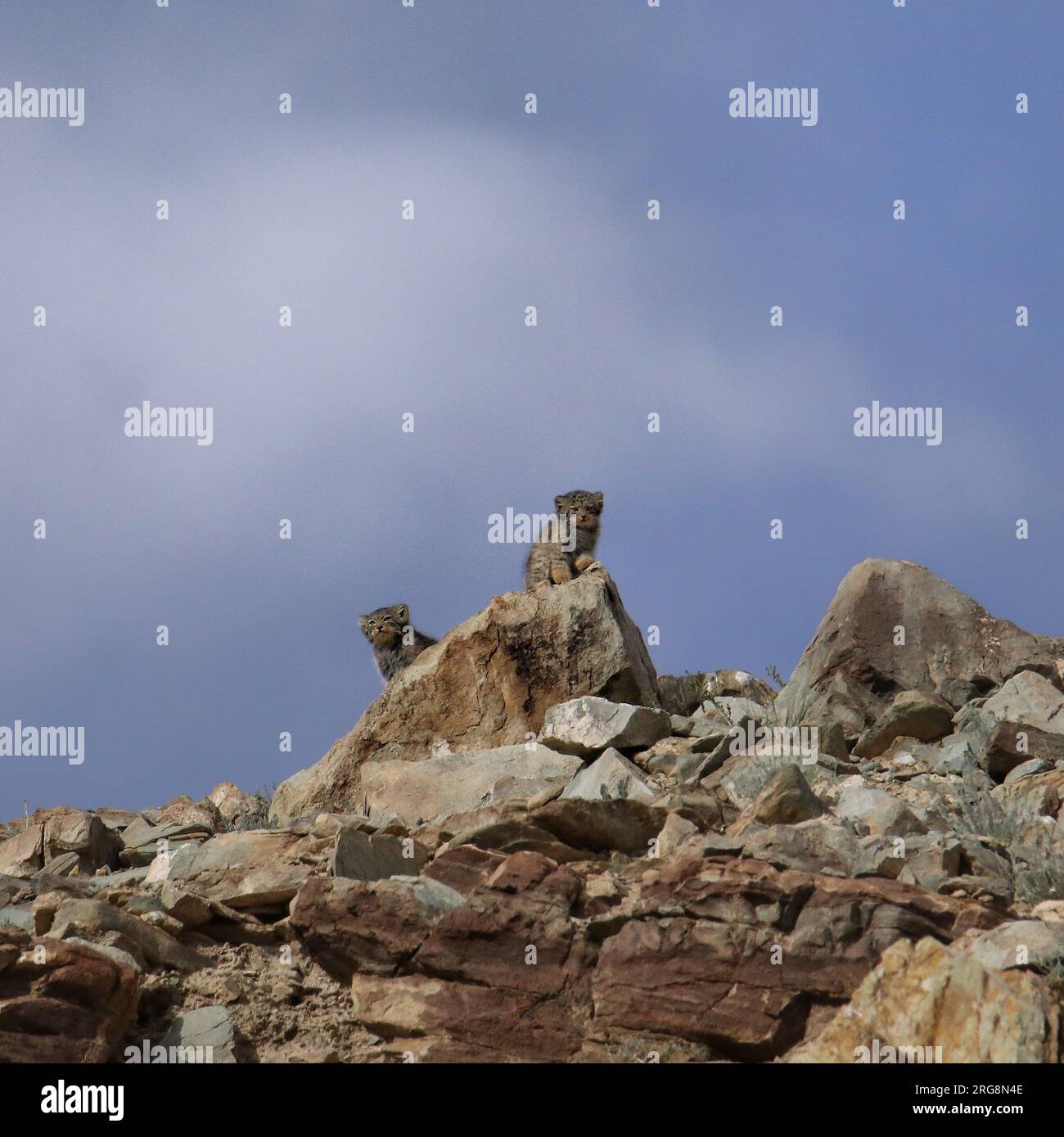 Two kittens climbing a rock. LADAKH; INDIA: BAFFLING images show four ...
