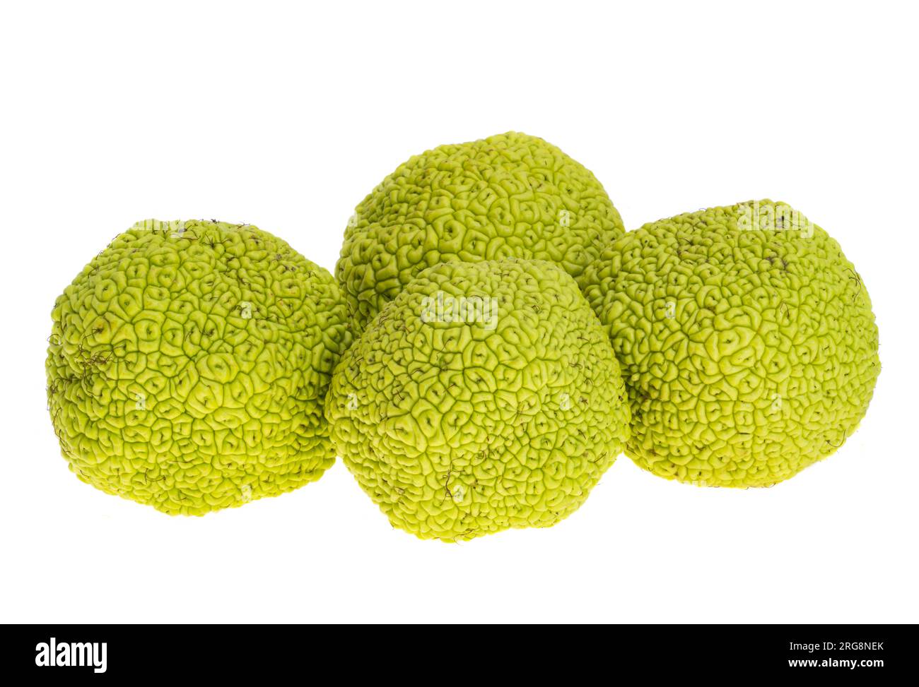 maclura isolated on white background Stock Photo - Alamy