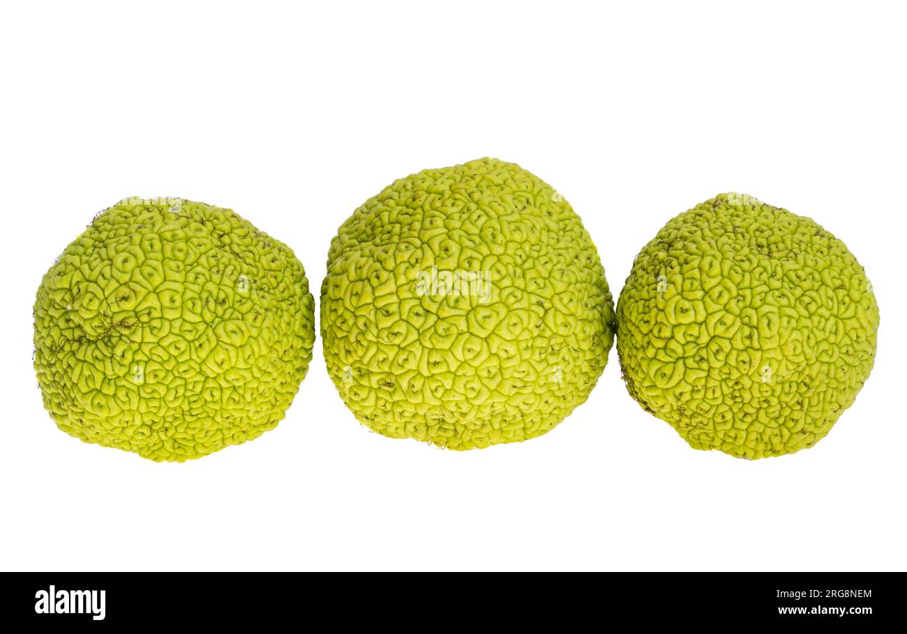 Bumpy seeds hi-res stock photography and images - Alamy
