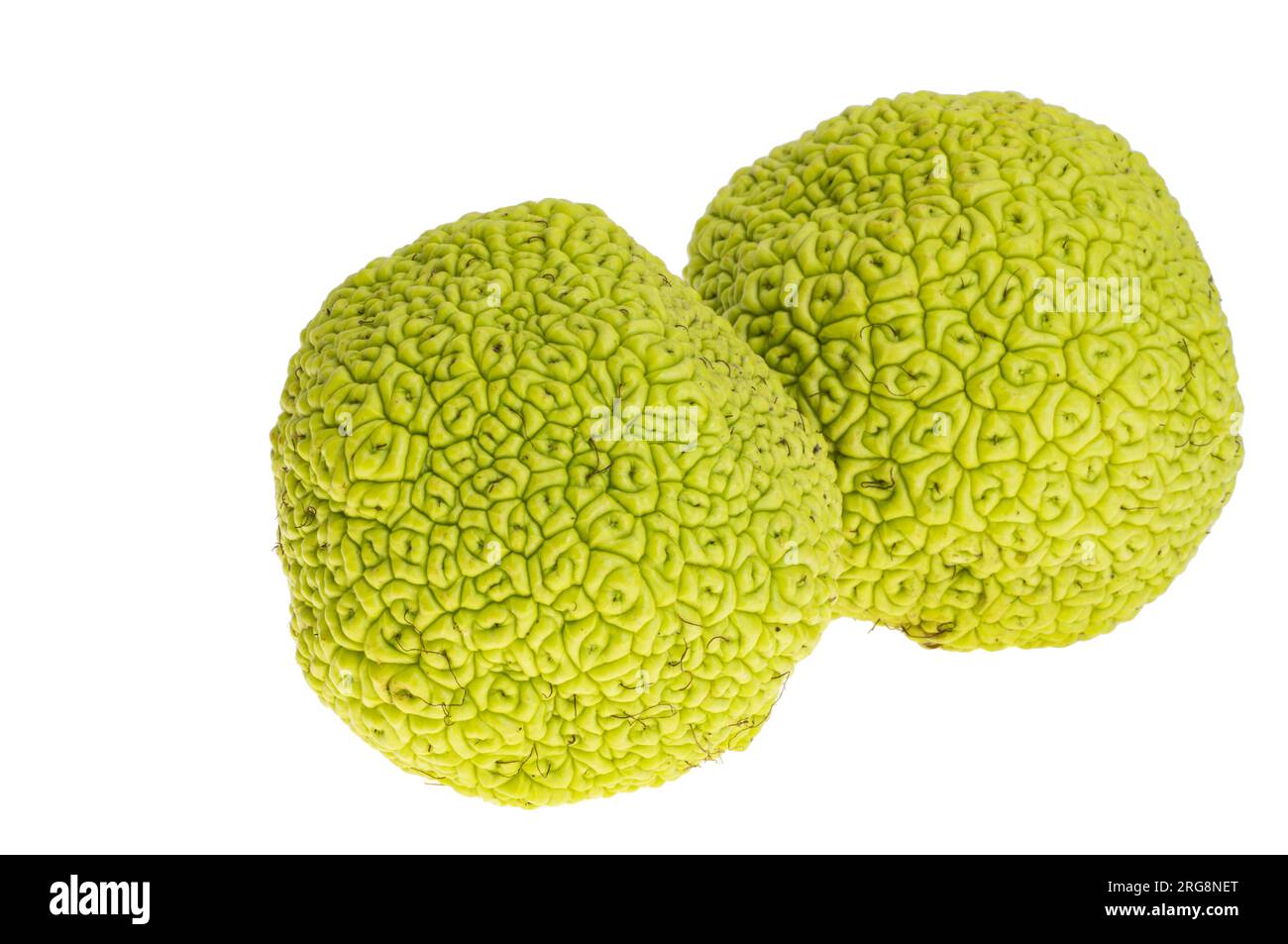 maclura isolated on white background Stock Photo - Alamy