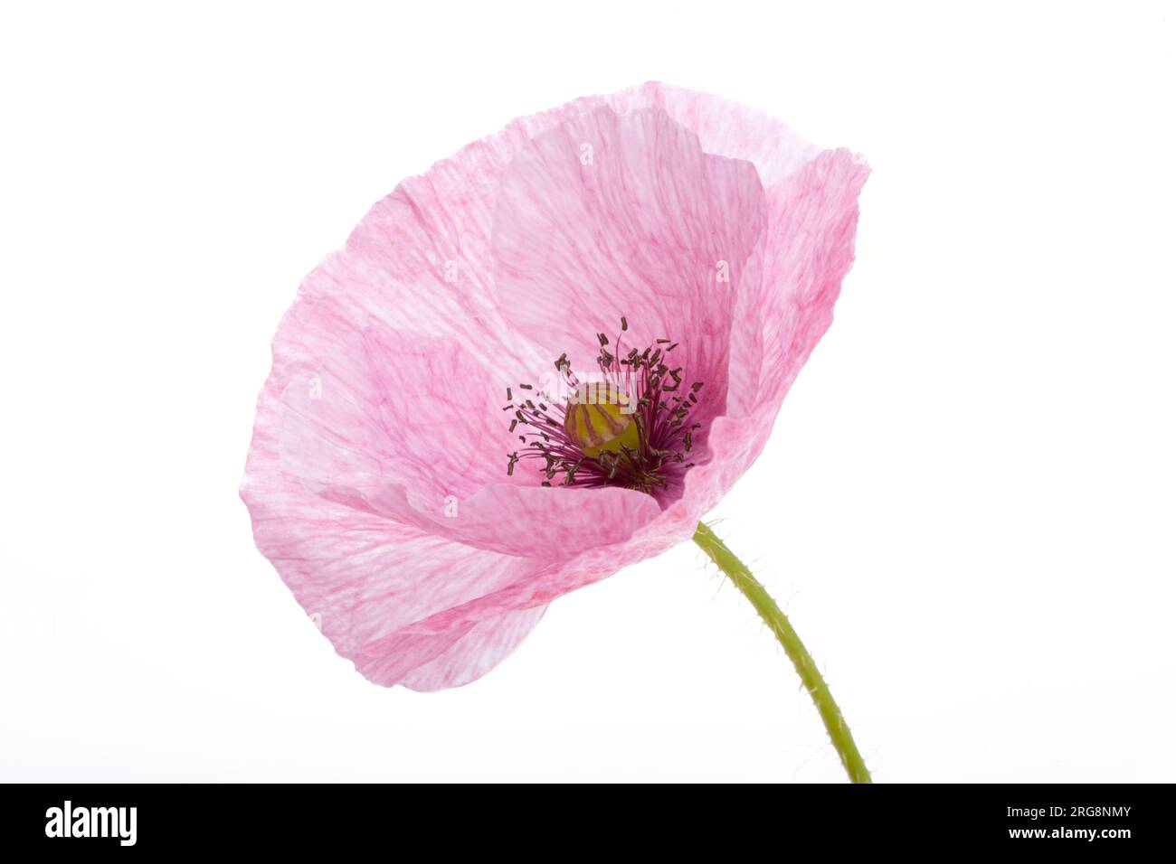 poppies isolated on white background Stock Photo - Alamy