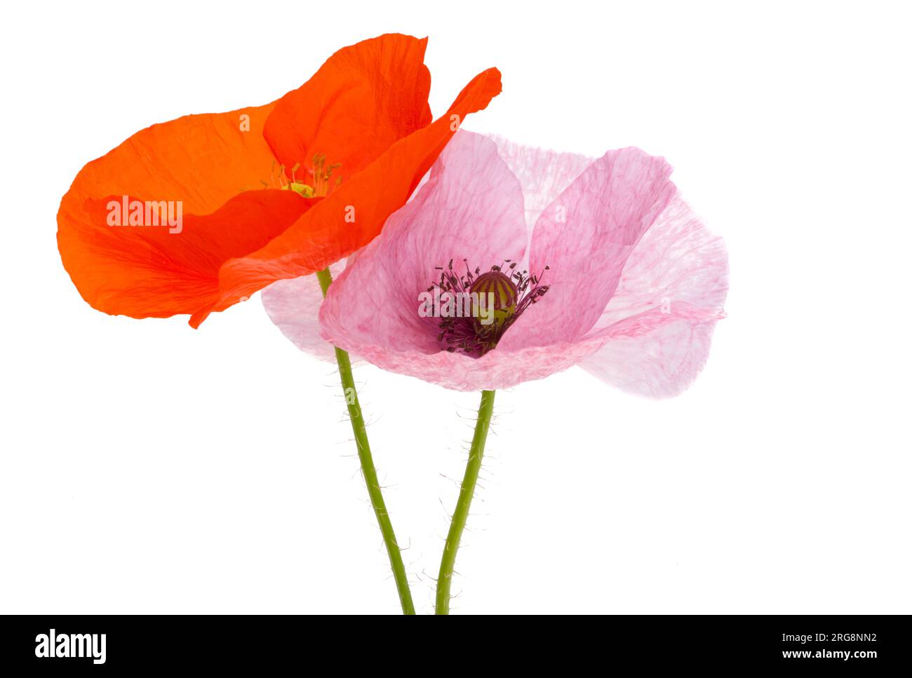 poppies isolated on white background Stock Photo - Alamy