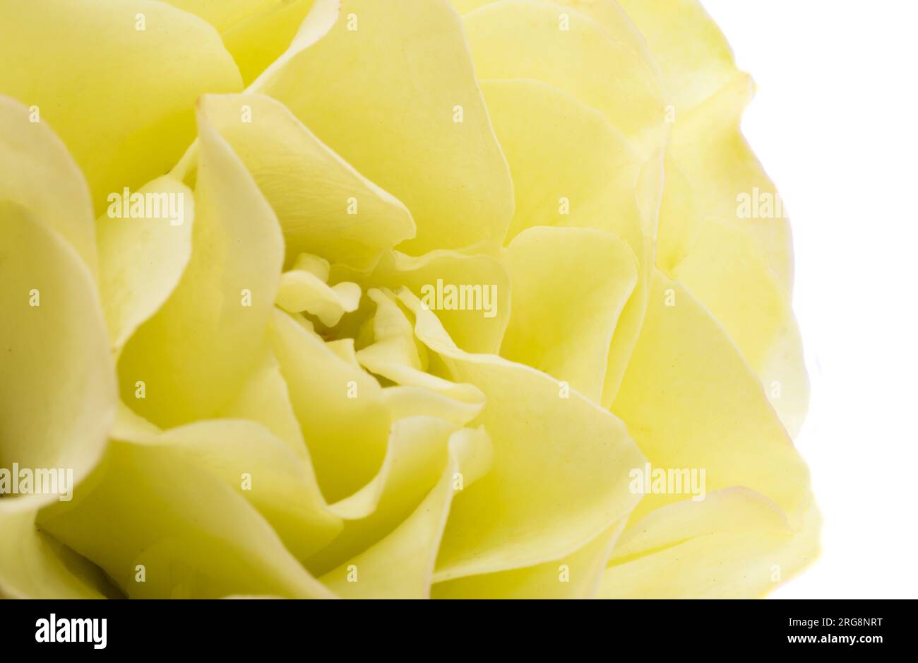 light green rose isolated on white background Stock Photo - Alamy