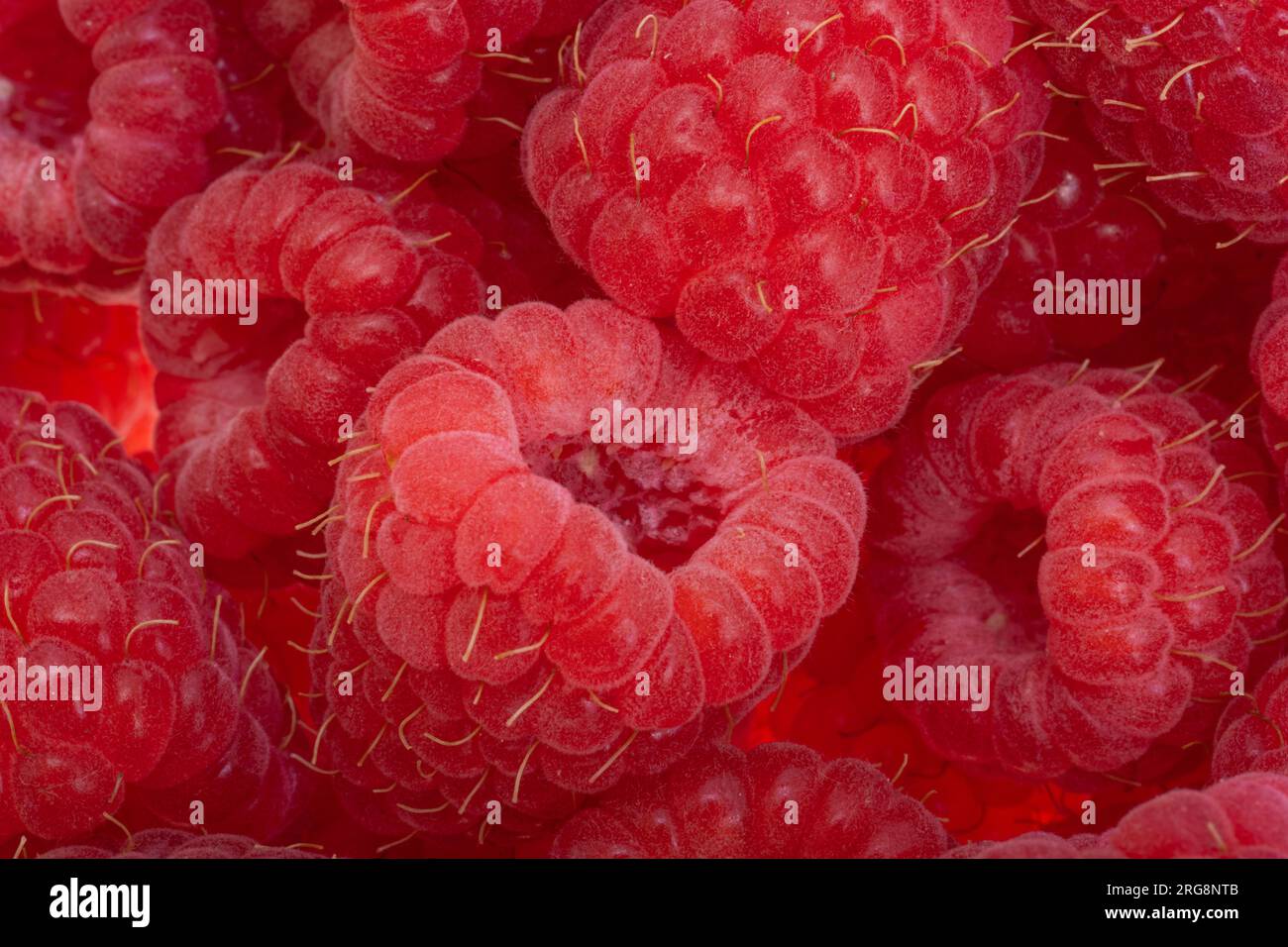raspberries isolated on white background Stock Photo - Alamy