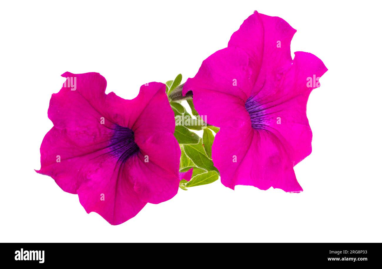 lilac petunia flower isolated on white background Stock Photo - Alamy