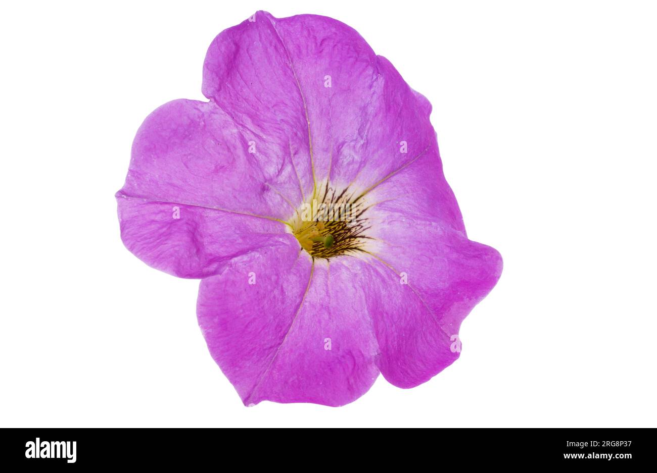 lilac petunia flower isolated on white background Stock Photo - Alamy