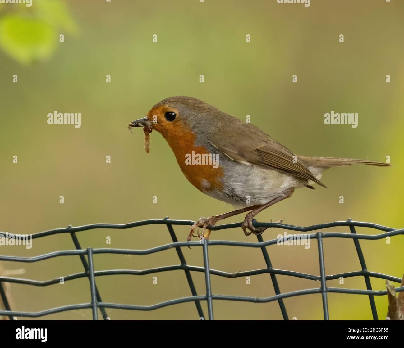 Robin redbreast bird with mealworms with natural forest background ...