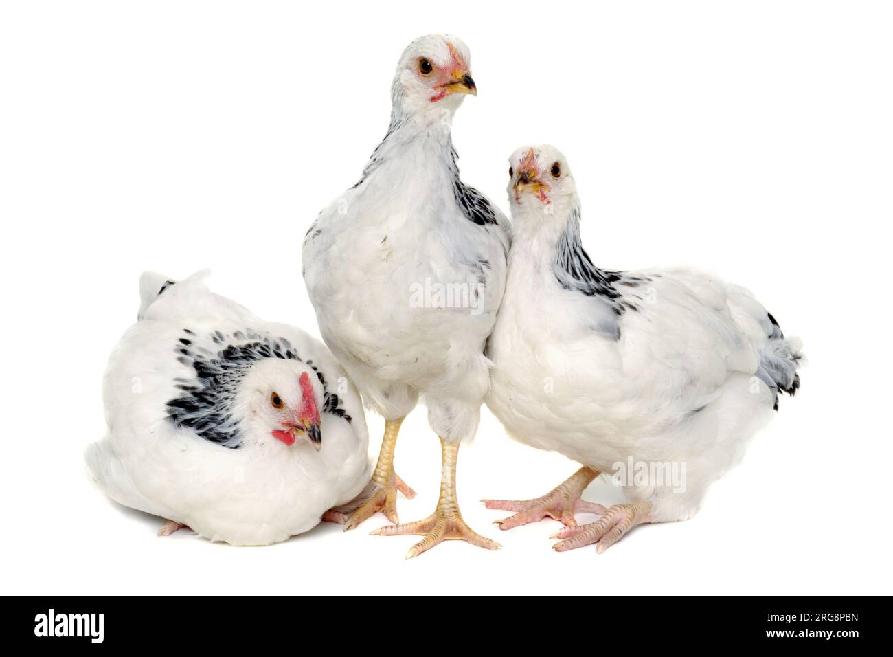 Chickens is standing and looking. Isolated on a white background Stock ...