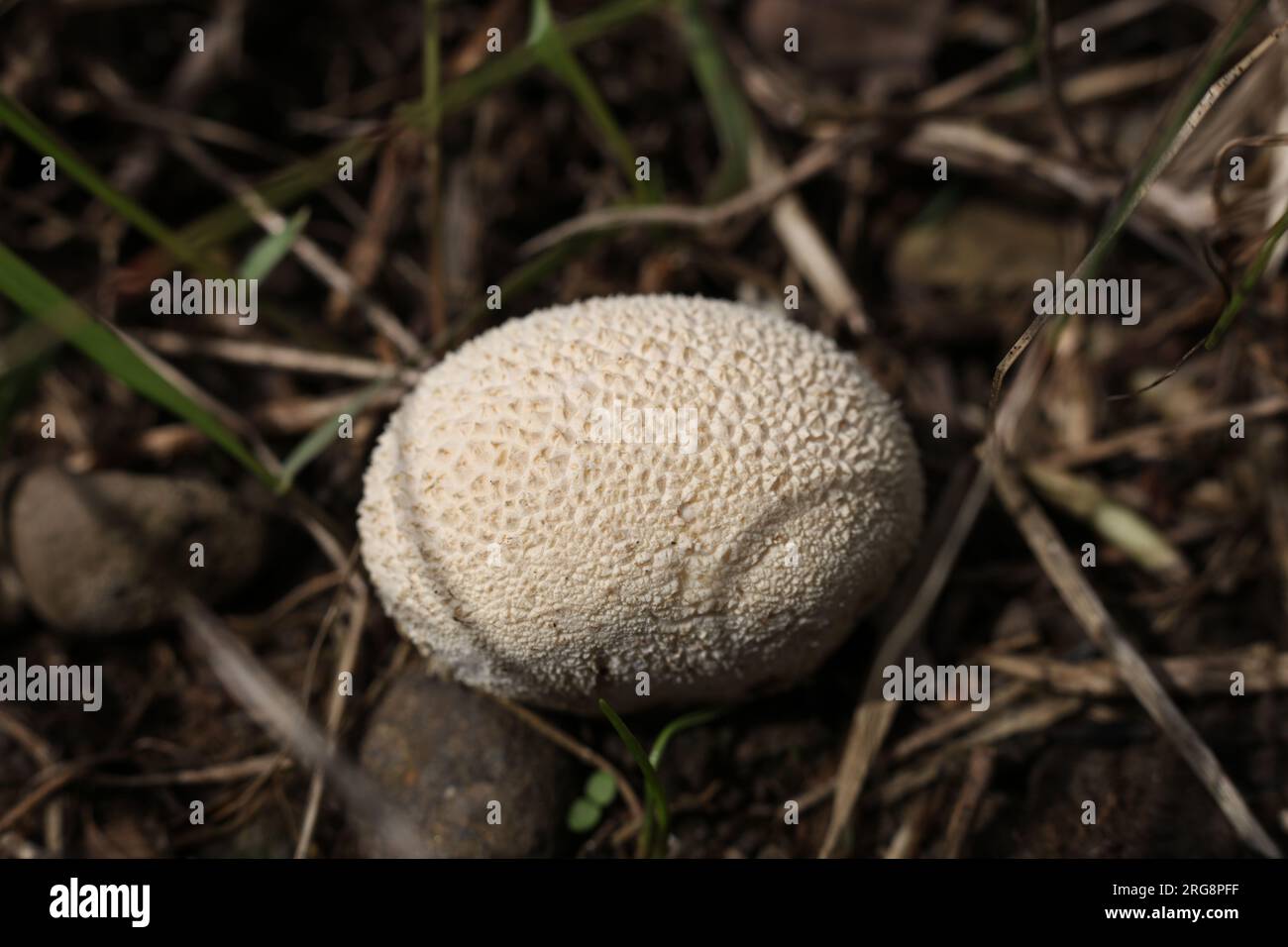 a close up of the Common puffball in the grass Stock Photo - Alamy