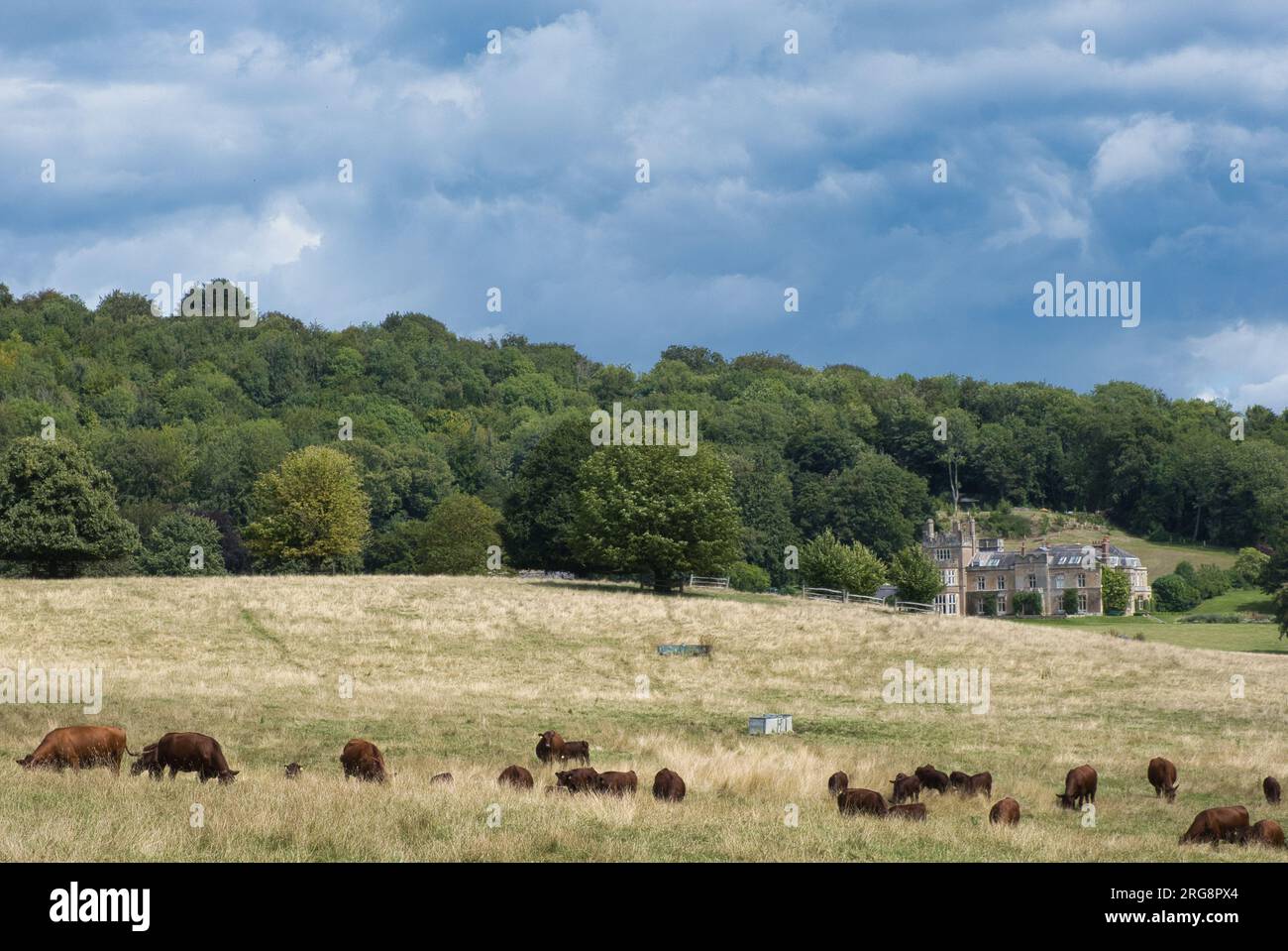 Titsey Place Manor house with Sussex cows in the fields in the north ...