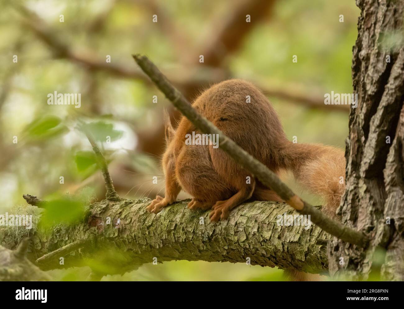 Woodland squirrels hi-res stock photography and images - Alamy