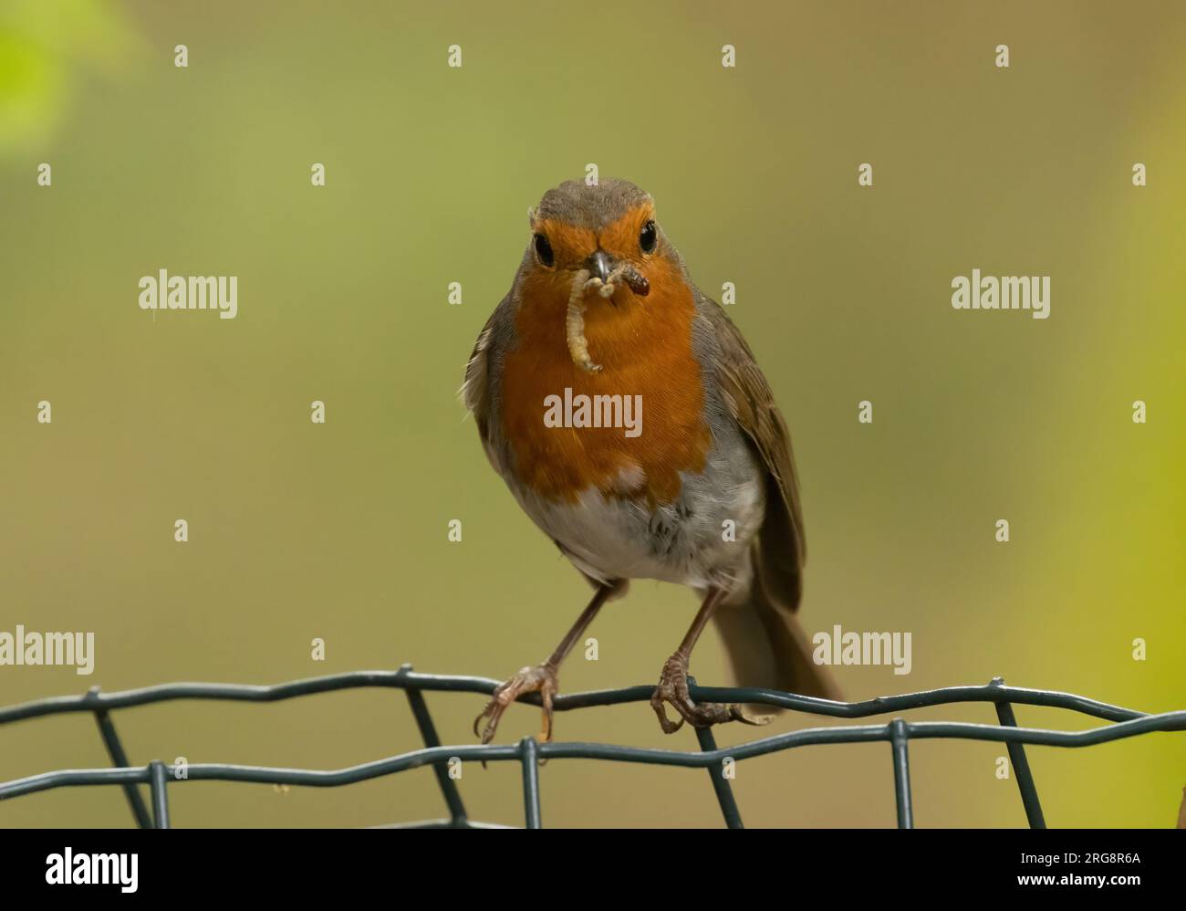 Robin redbreast bird with mealworms with natural forest background ...