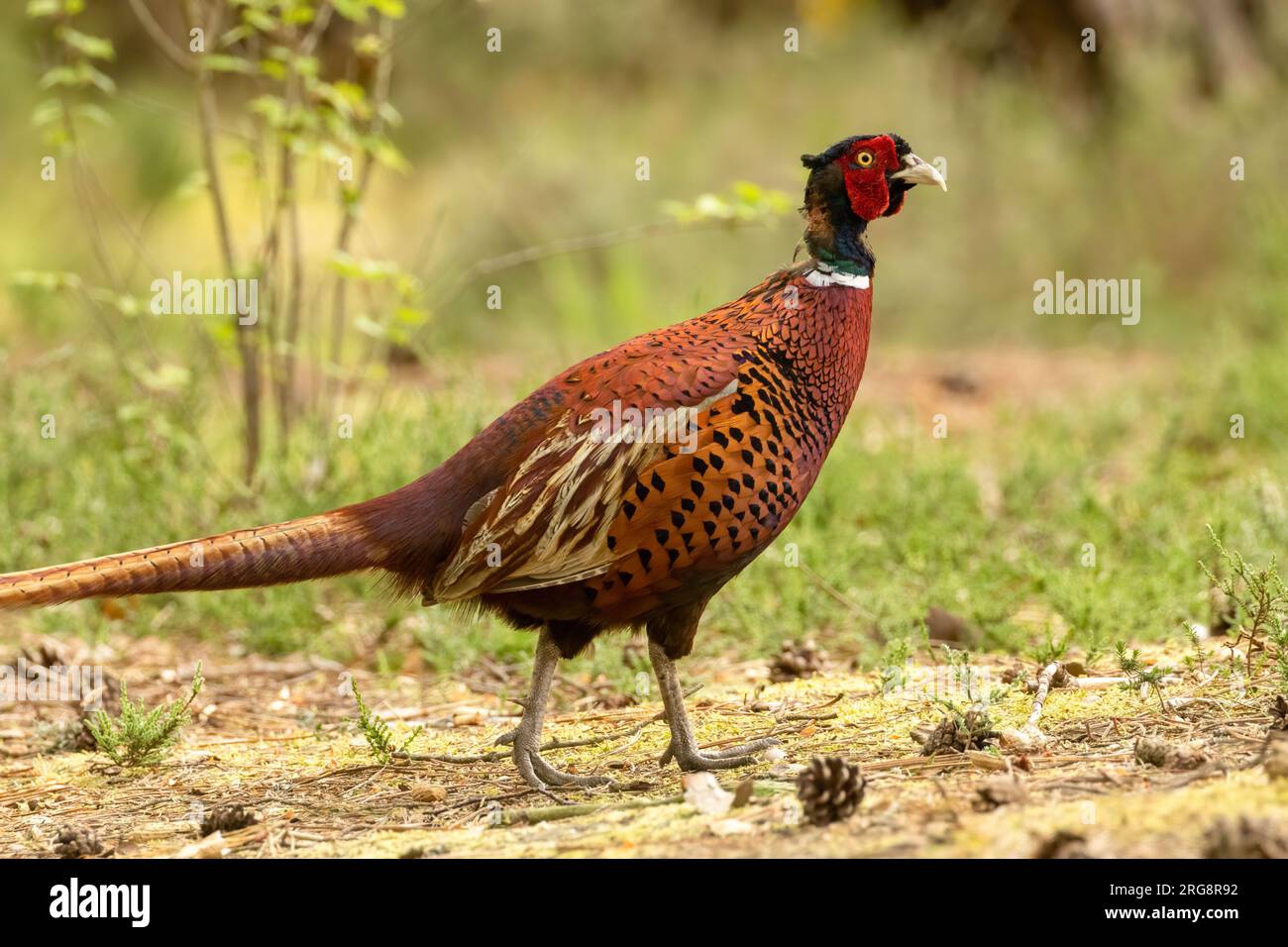 Male pheasant game bird walking through the forest Stock Photo - Alamy