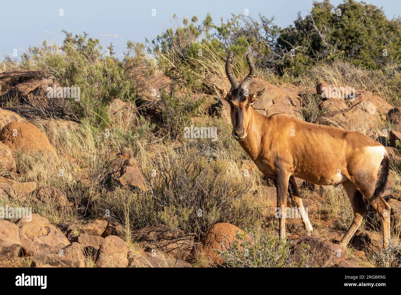 Heavily ringed horns hi-res stock photography and images - Alamy