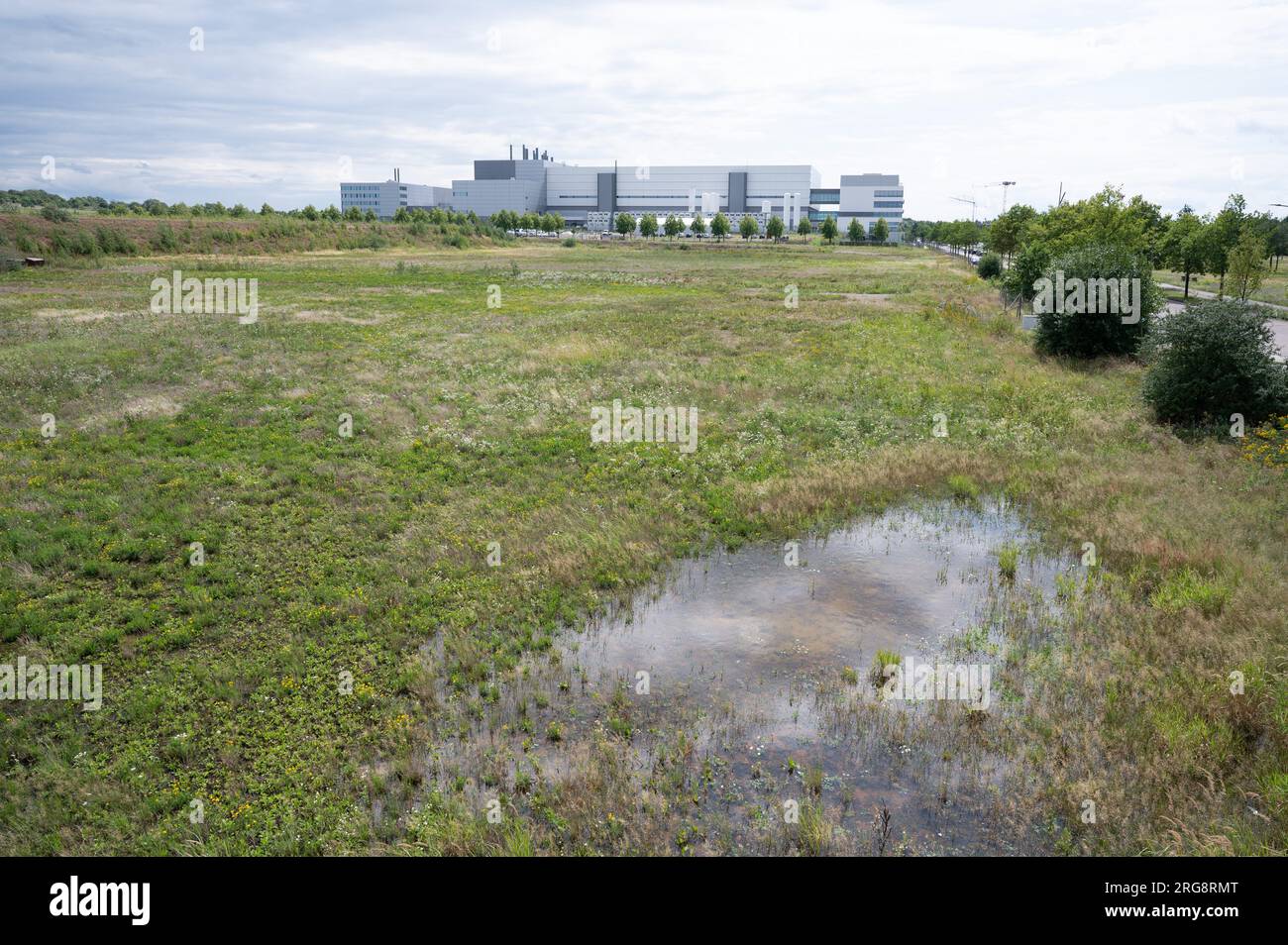 Dresden, Germany. 08th Aug, 2023. A meadow in an industrial park in the ...