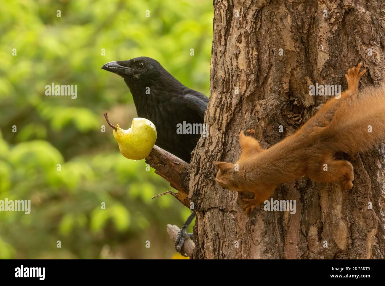 Crow eating a pear on the branch of a tree in the forest with a red ...