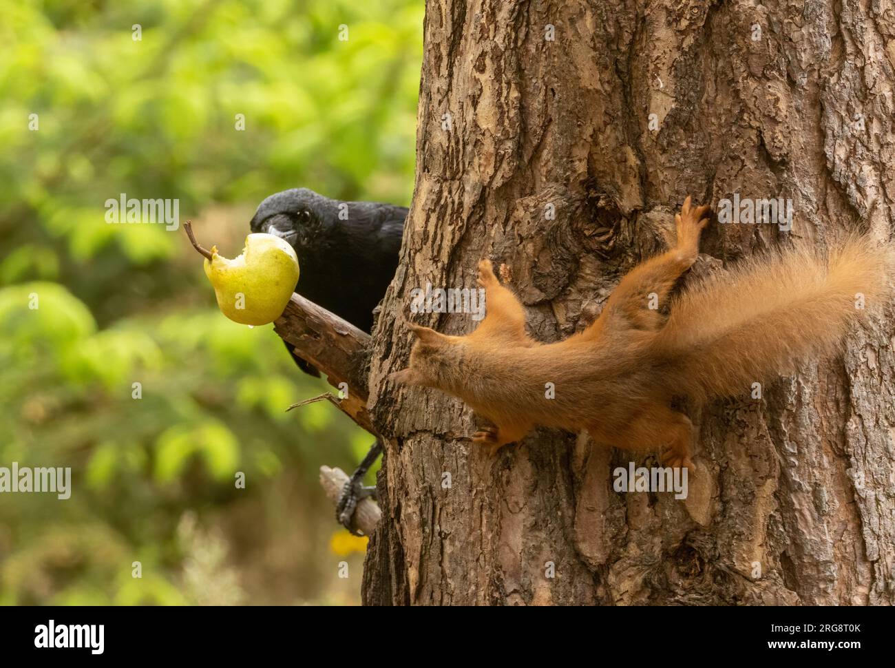 Crow eating a pear on the branch of a tree in the forest with a red ...