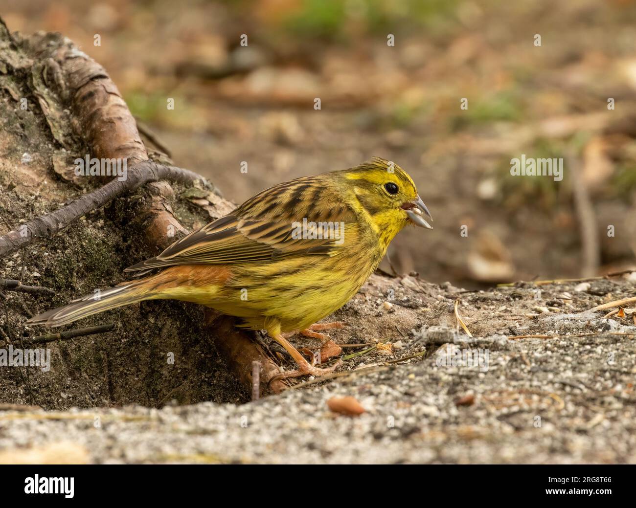Yellow hammer bird hi-res stock photography and images - Alamy