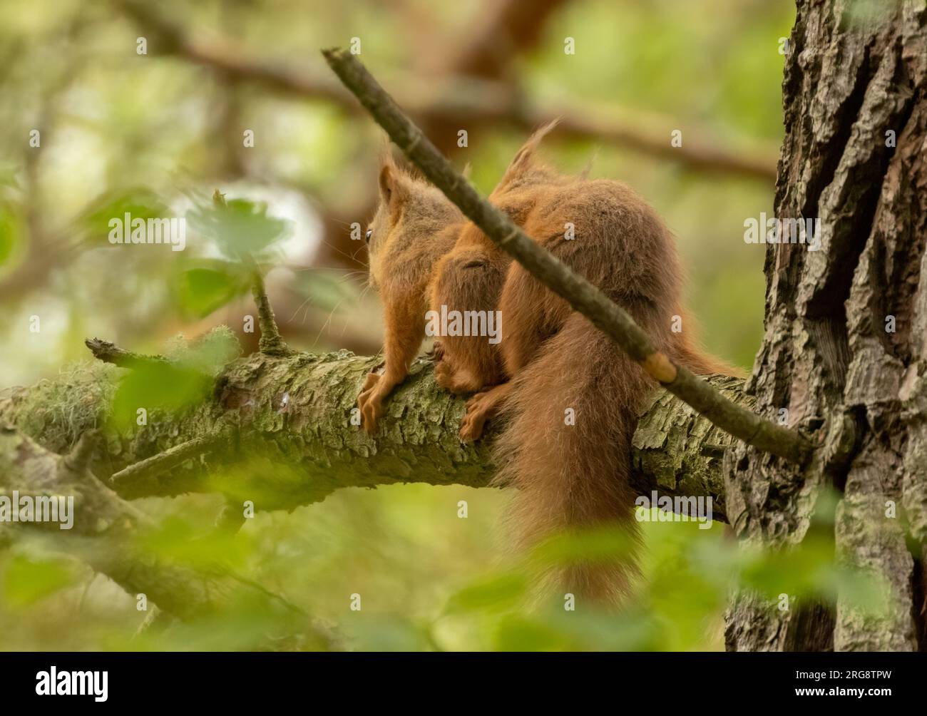 Spring wildlife mating hi-res stock photography and images - Alamy