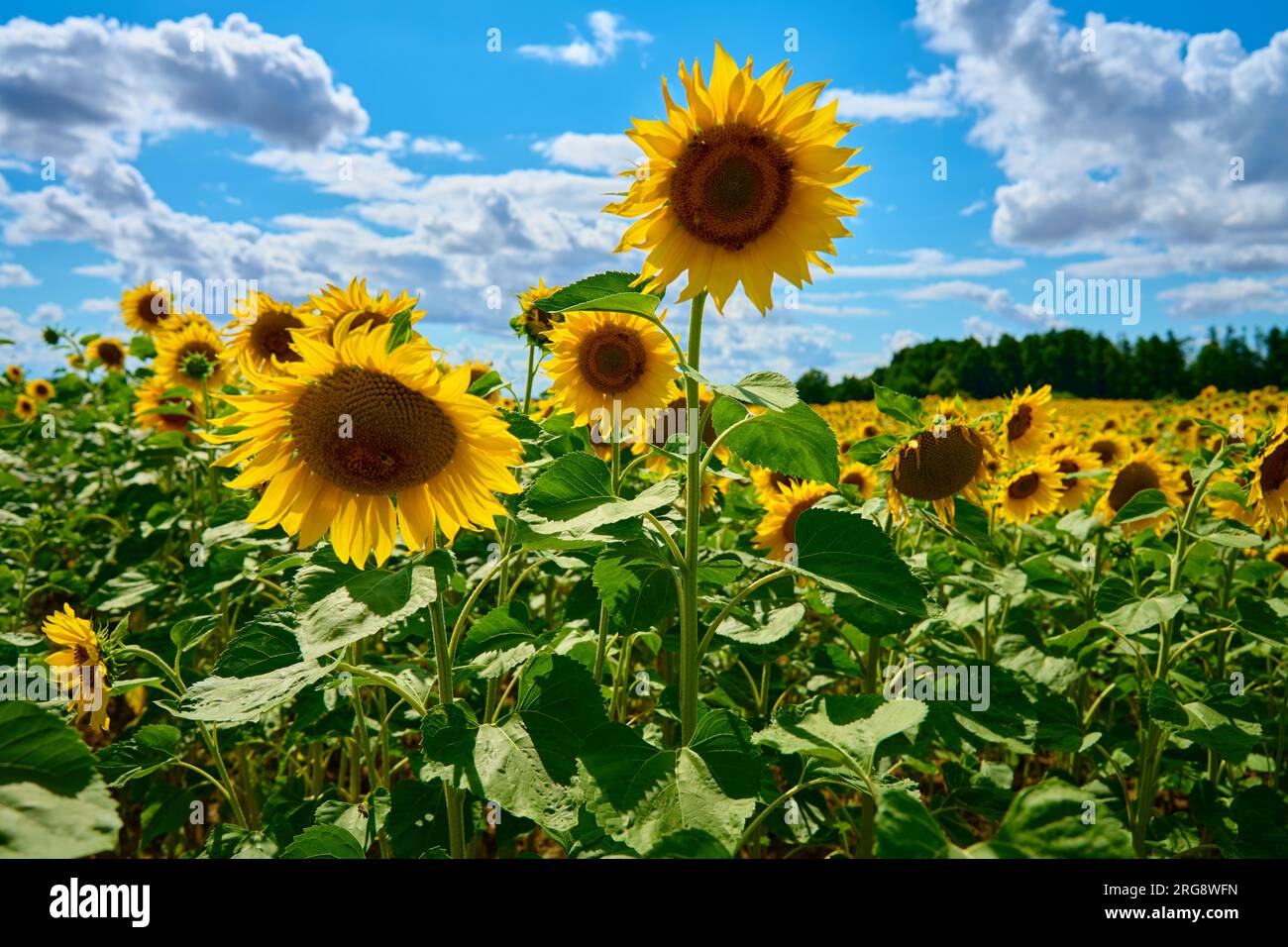 Sunflower field. Blooming sunflowers plantation in agricultural field ...