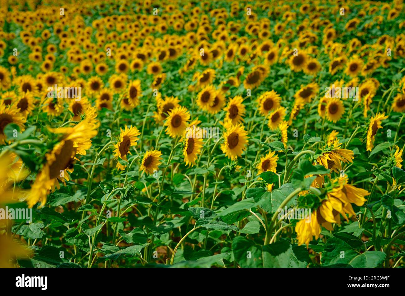 Sunflower field. Blooming sunflowers plantation in agricultural field ...