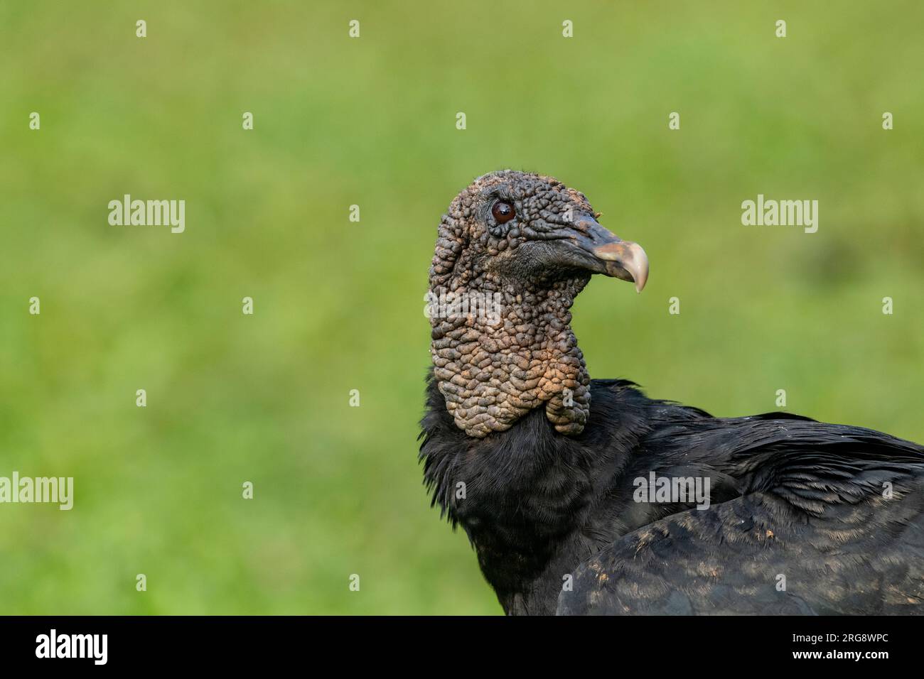 Black Vulture (Coragyps atratus) Portrait - stock photo Stock Photo - Alamy