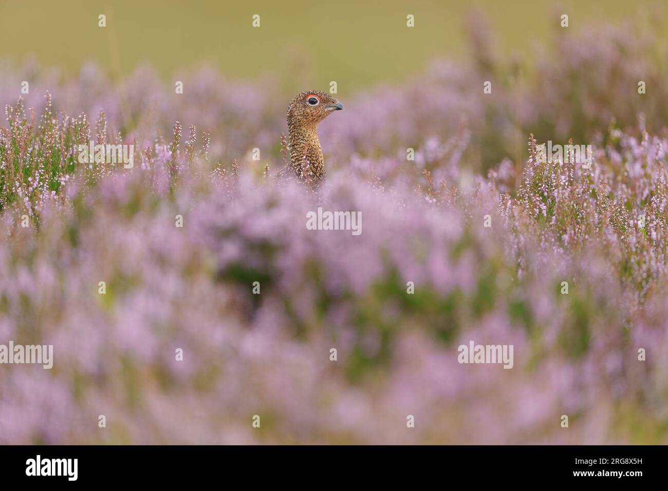 Red grouse in flowering pink heather early August before shoot starts ...