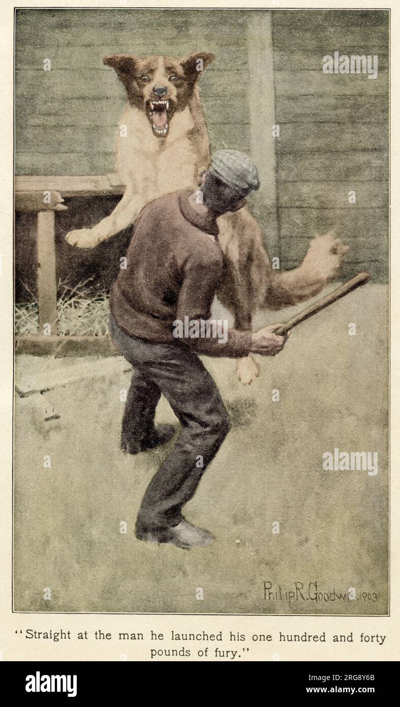 Buck being attacked: '& Buck was truly a red-eyed devil, as he drew ...