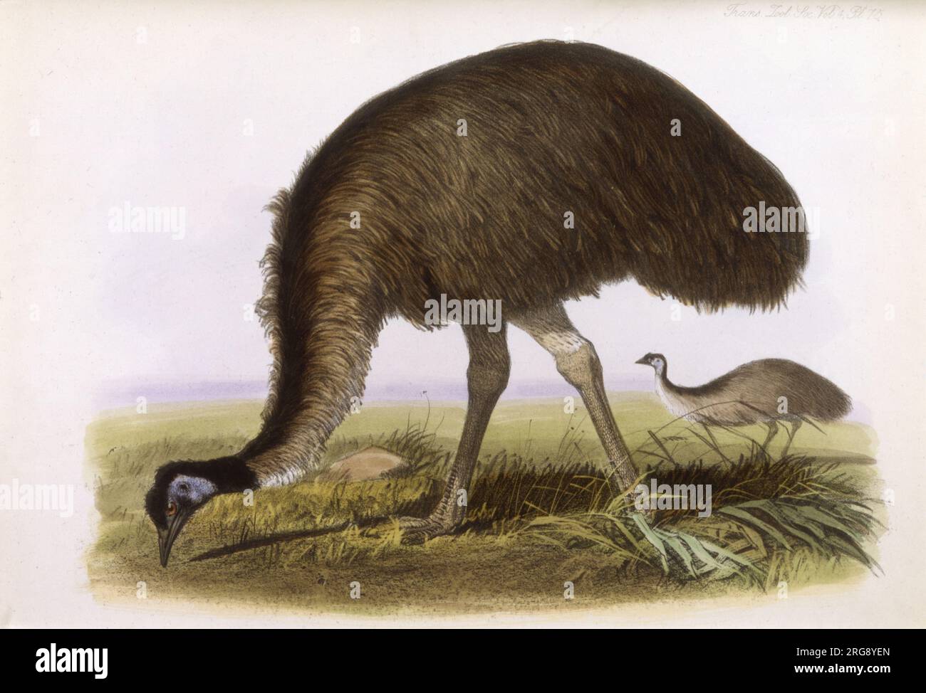 Common emu hi-res stock photography and images - Alamy