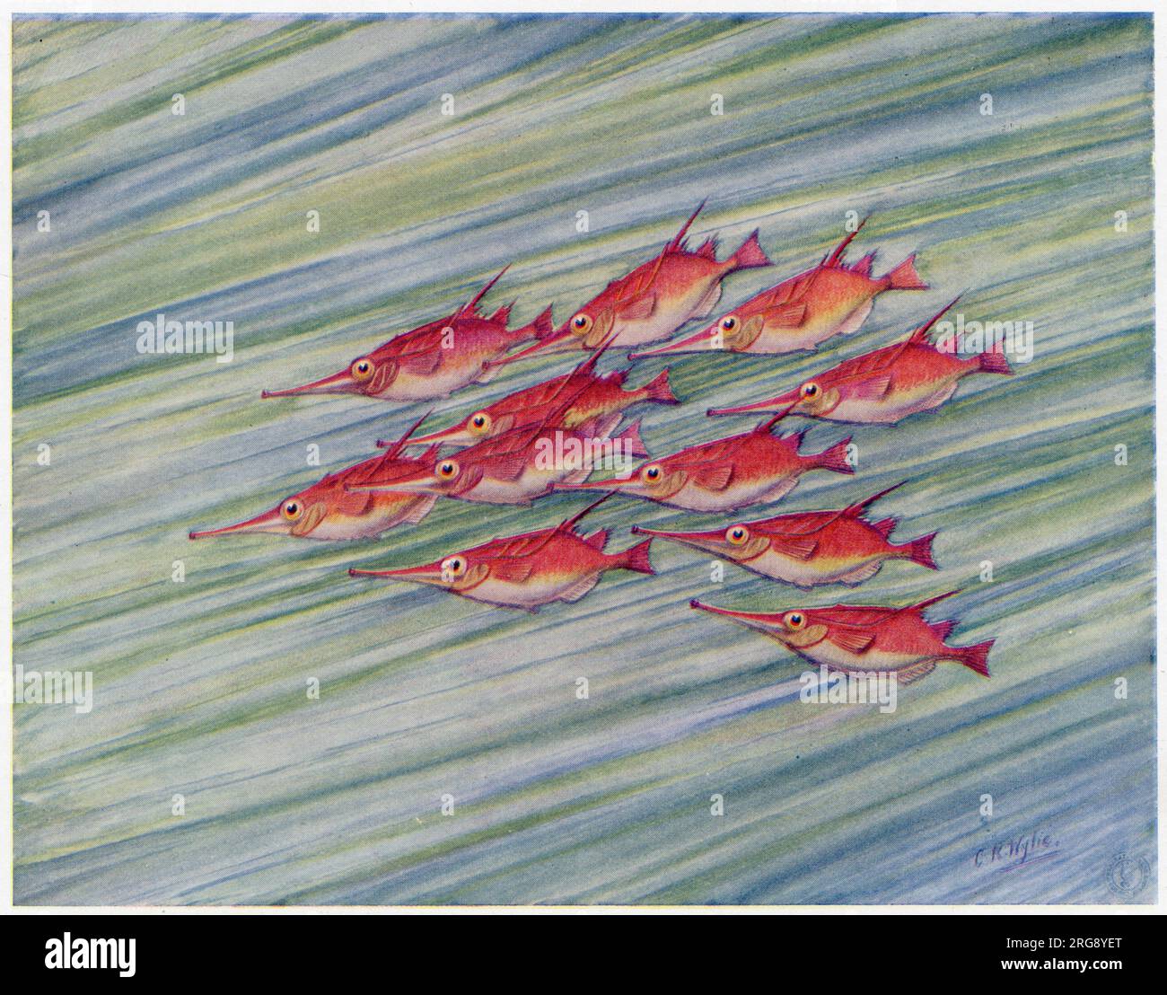 A shoal of red trumpet fish, with their long noses, swimming through ...
