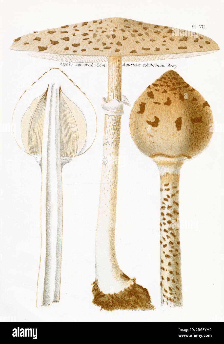 Funghi agaricus hi-res stock photography and images - Alamy