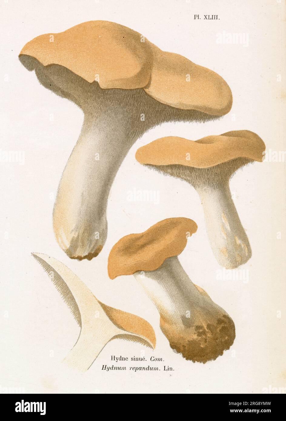 Edible plants and funghi hi-res stock photography and images - Alamy