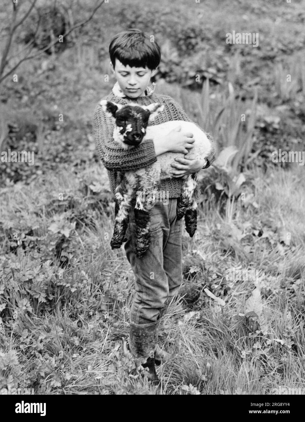 A young boy stands in a field holding a lamb in his arms Stock Photo ...