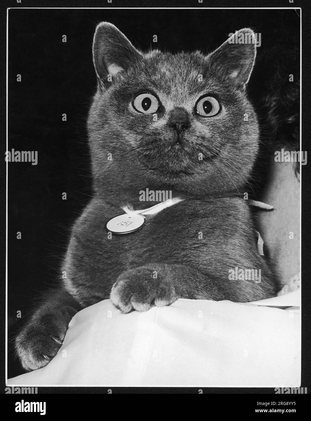 1960s cat show hi-res stock photography and images - Alamy