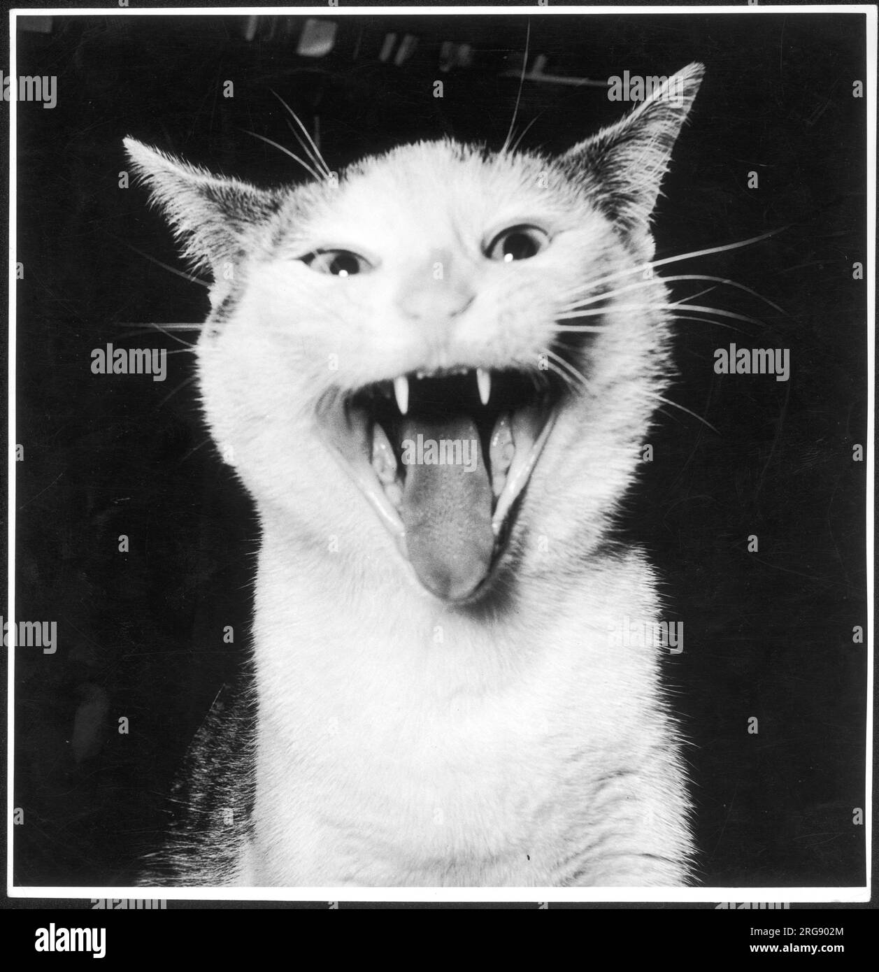 This cat is either sleepy and yawning or is feeling threatened and is ...