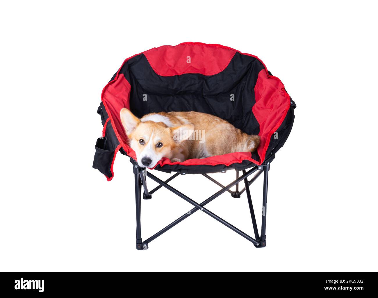 welsh corgi on a chair in front of a white background Stock Photo - Alamy