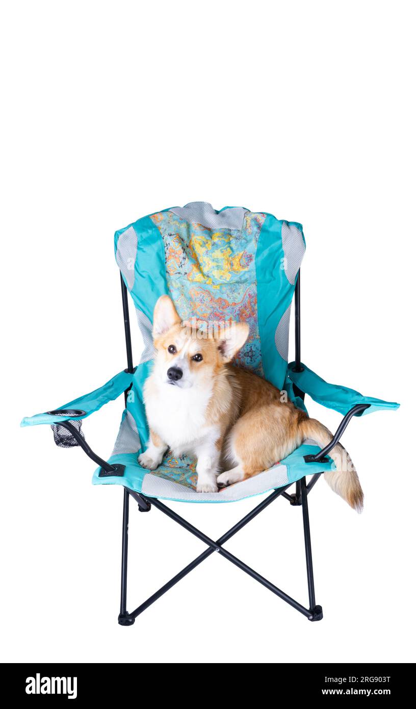 welsh corgi on a chair in front of a white background Stock Photo - Alamy