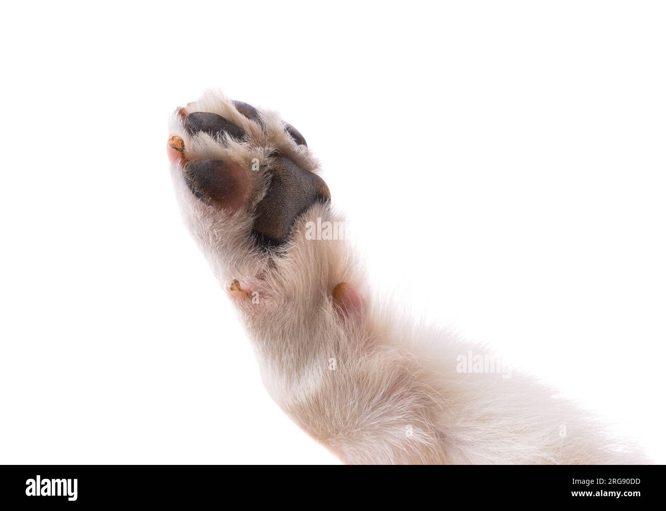 dog paw isolated on white background Stock Photo - Alamy