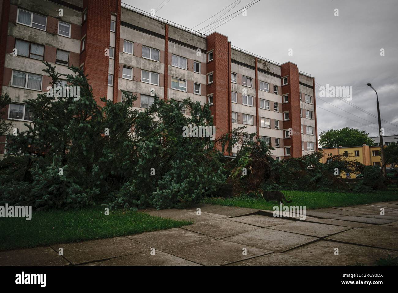 Storm tree roots hi-res stock photography and images - Alamy