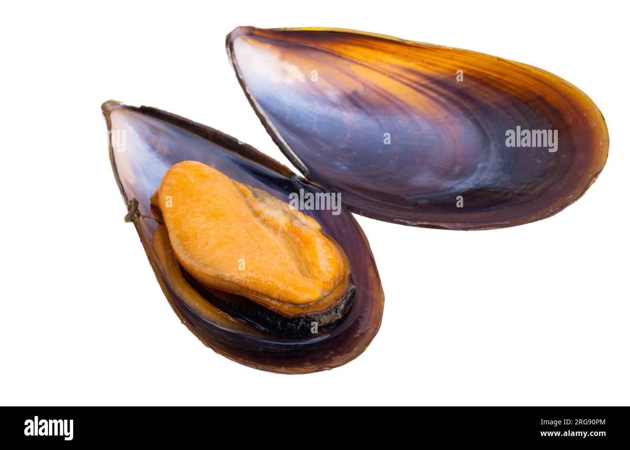 mussels in shell isolated on white background Stock Photo - Alamy
